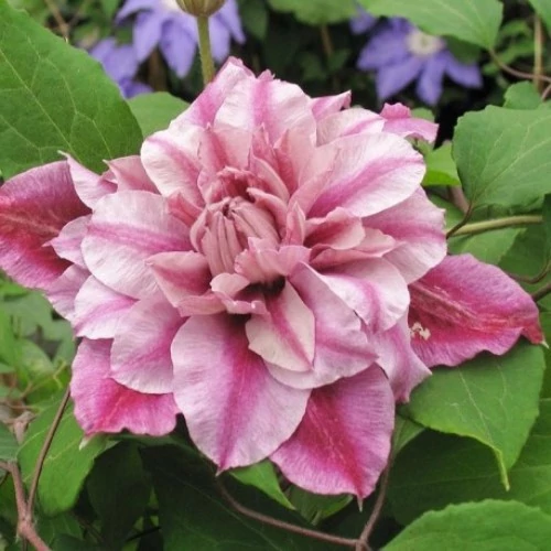 Clematis - Patricia Ann Fretwell - Virágwebshop.hu