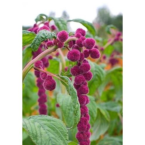 Amaranthus caudatus, 'Dreadlocks' - Virágwebshop - a különleges virágok ...