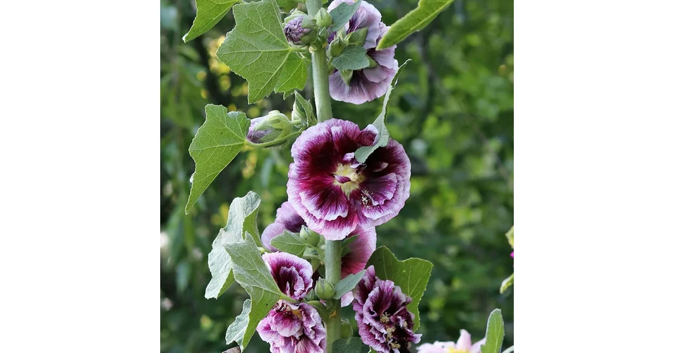 Mályvarózsa (Alcea) - CREME DE CASIS | Virágwebshop