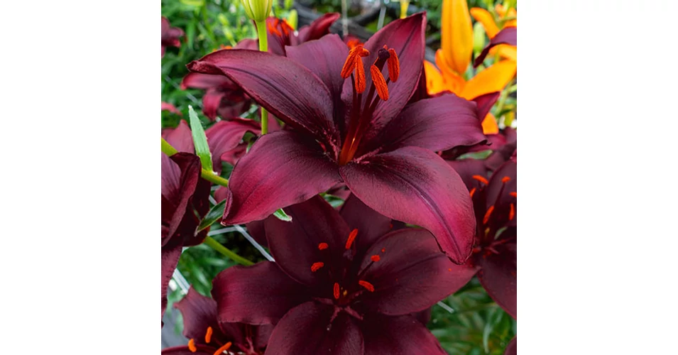 Ázsiai liliom - MAPIRA - Virágwebshop.hu