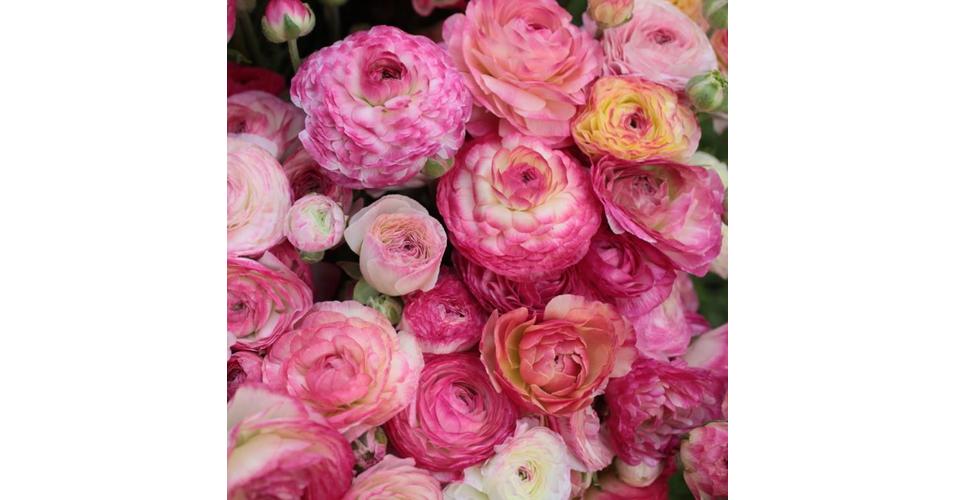 RANUNCULUS - Boglárka AVIV PICOTEE ROSE (min. 5 db) - Virágwebshop.hu