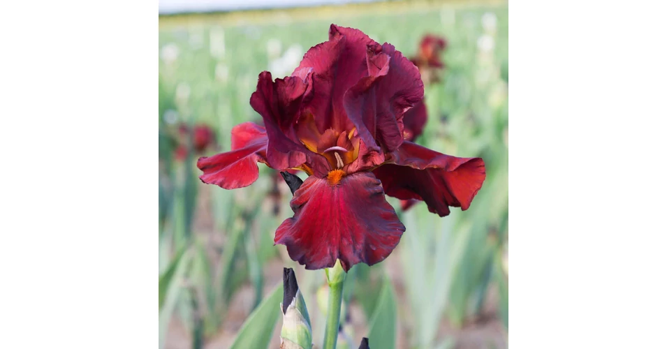 Nagyvirágú írisz - RED ZINGER - Virágwebshop.hu