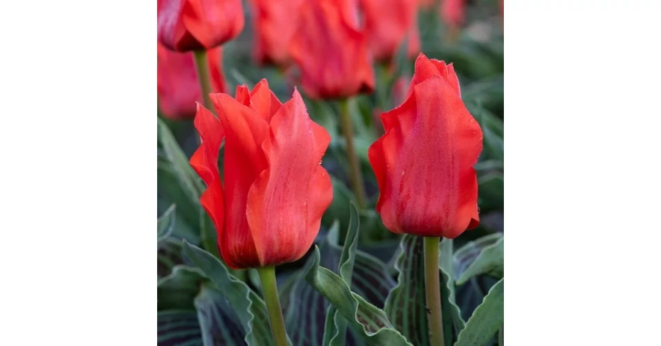 Törpe, greigii Tulipán - RED RIDING HOOD - Virágwebshop.hu