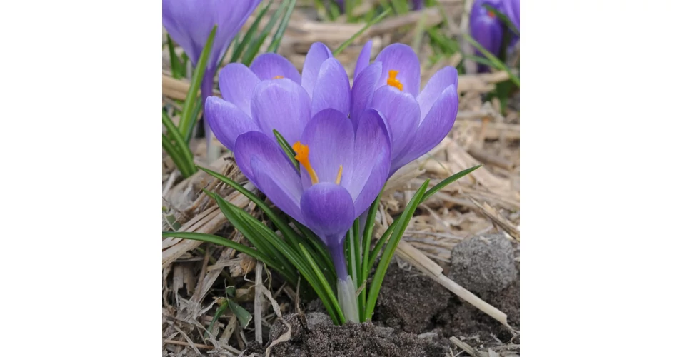 Nagyvirágú Krókusz - AQUA - Virágwebshop.hu