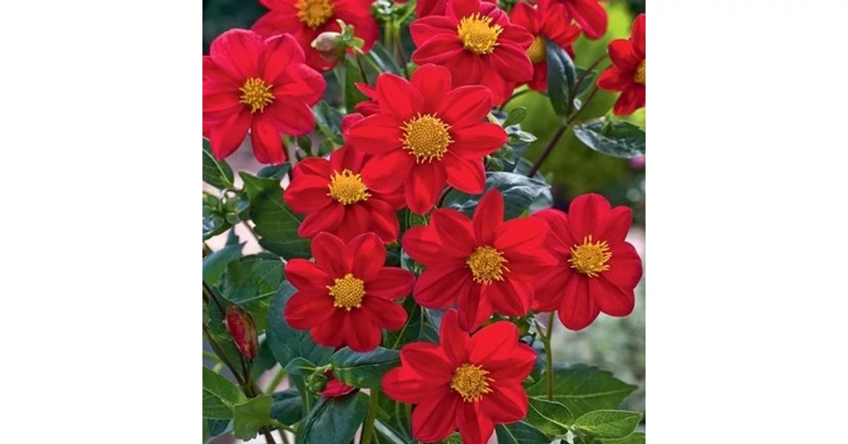 Dália (mignon) RED - Virágwebshop