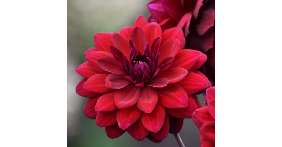 Dália ARABIAN NIGHT - Virágwebshop