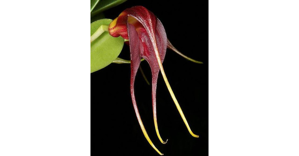 Különleges orchidea vásárlás | Virágwebshop.hu