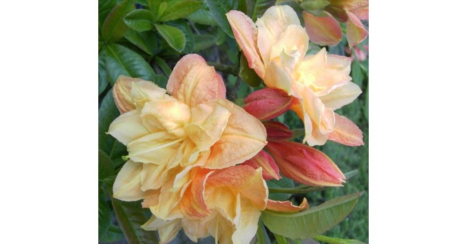 Azalea CSARDAS vásárlás - Virágwebshop