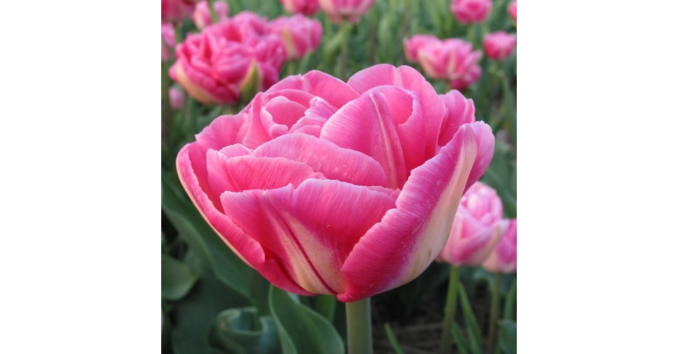 Teltvirágú Tulipán - VOQUE - Virágwebshop.hu