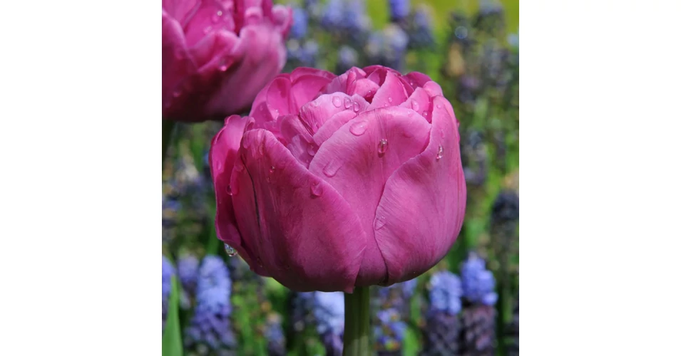 Kései Teltvirágú Tulipán - BACKPACKER - Virágwebshop.hu