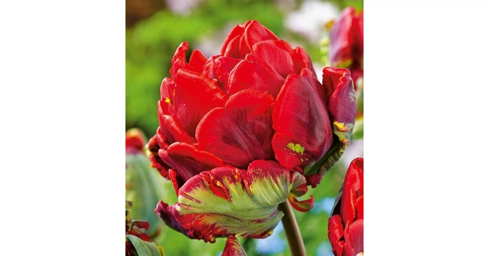 Teltvirágú Tulipán - DOUBLE ROCOCO - Virágwebshop.hu