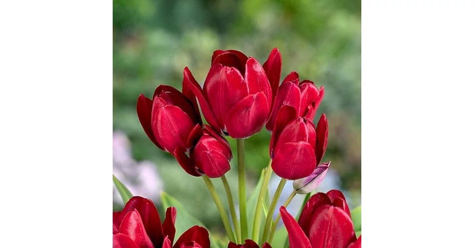 Sokvirágú Tulipán - FIERY CLUB - Virágwebshop.hu